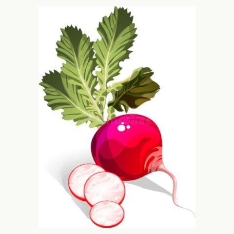 Tải Ngay Trọn Bộ Vector Rau Củ Quả Đẹp Và Ấn Tượng 2024