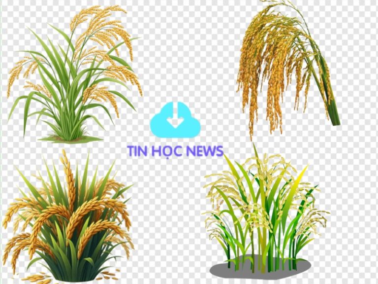 19+ Hình Ảnh Vector Bông Lúa Đẹp Sắc Nét File PNG, PSD, AI