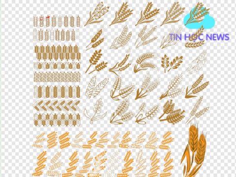 19+ Hình Ảnh Vector Bông Lúa Đẹp Sắc Nét File PNG, PSD, AI