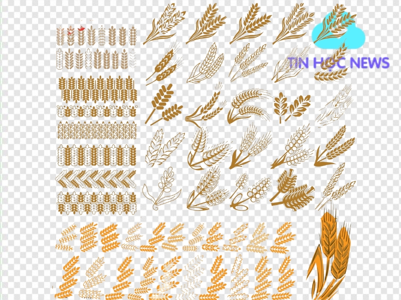 19+ Hình Ảnh Vector Bông Lúa Đẹp Sắc Nét File PNG, PSD, AI