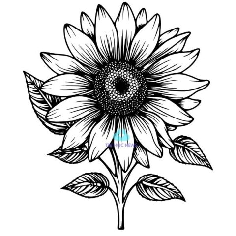 Tải Miễn Phí 44+ Mẫu Hoa Hướng Dương Vector Đẹp Nhất