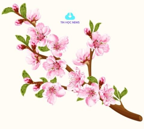 Tải Miễn Phí Hoa Đào Tết Đẹp File Vector PNG, PSD,...