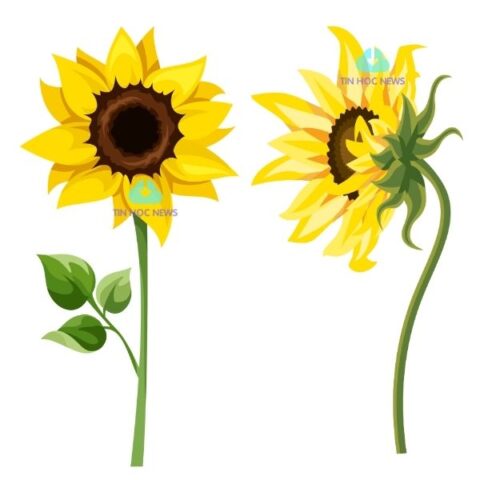 Tải Miễn Phí 44+ Mẫu Hoa Hướng Dương Vector Đẹp Nhất