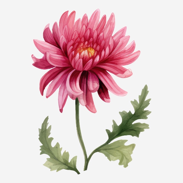 Link Tải 55+ Mẫu Hoa Cúc Vector Cực Ý Nghĩa