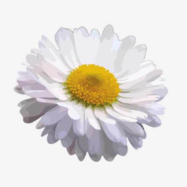 Link Tải 55+ Mẫu Hoa Cúc Vector Cực Ý Nghĩa