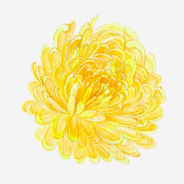 Link Tải 55+ Mẫu Hoa Cúc Vector Cực Ý Nghĩa