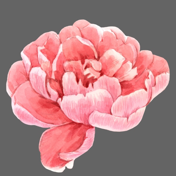 Xem Bộ Ảnh 20 Hình Hoa Mẫu Đơn Vector Phú Quý