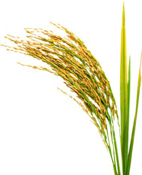 19+ Hình Ảnh Vector Bông Lúa Đẹp Sắc Nét File PNG, PSD, AI