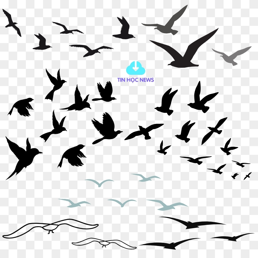 Tải Hình Ảnh Hải Âu Vector Đẹp Nhất File PNG, PSD Miễn Phí