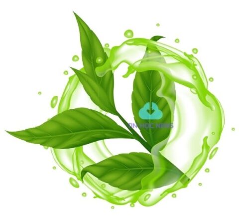 Download 20+ Mẫu Lá Trà Vector Miễn Phí File AI, EPS, JPEG, PNG, SVG, PDF
