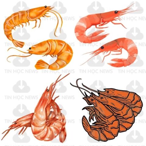 Tải 35+ Mẫu Tôm Vector Đẹp Miễn Phí File PNG, SVG, JPEG