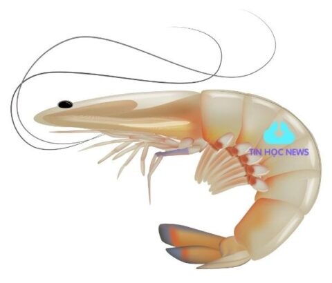 Tải 35+ Mẫu Tôm Vector Đẹp Miễn Phí File PNG, SVG, JPEG