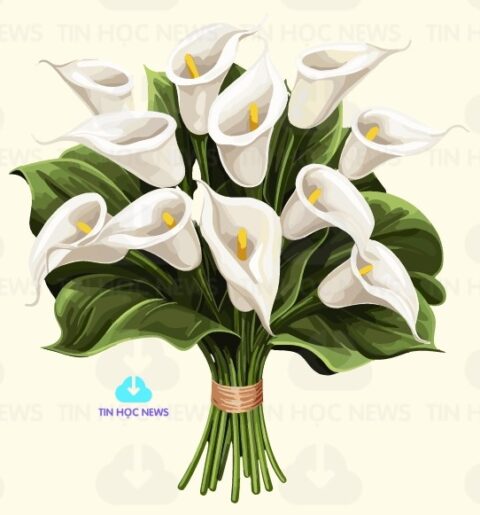Download Hình Ảnh Hoa Ly Vector Đẹp File PNG Miễn Phí